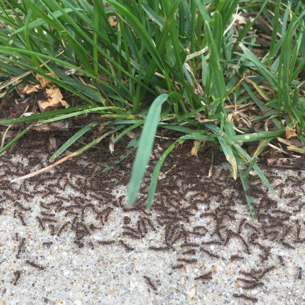 Services – Pest Shield Solutions