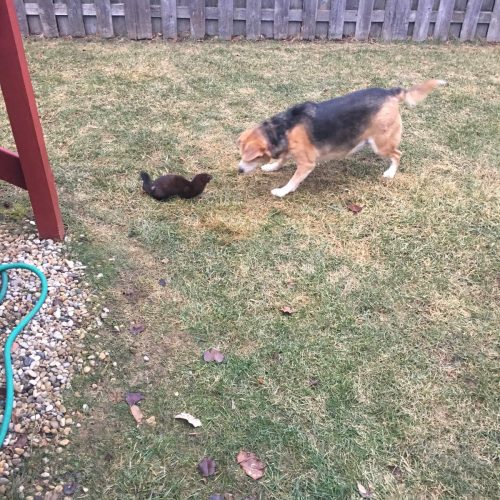 Residential Service – Pest Shield Solutions